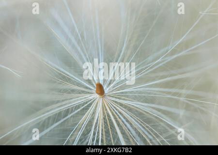 common thistle, plumed thistle (Cirsium spec.), Flying seeds of a ...