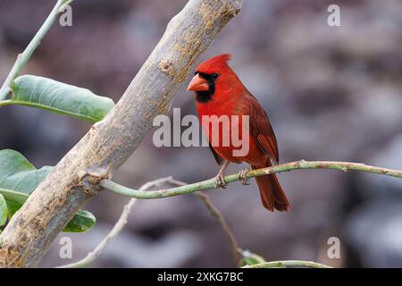 Red Cardinal Hawaii Big Island USA Stock Photo - Alamy