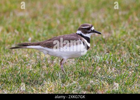 killdeer plover (Charadrius vociferus), searching for insects in a ...