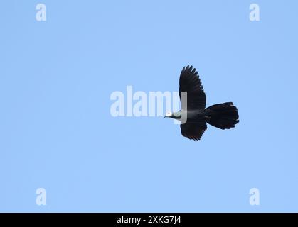 White-faced Cuckoo-Dove (Turacoena manadensis) in flight over Togean ...