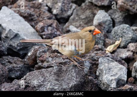 Red Cardinal Hawaii Big Island USA Stock Photo - Alamy