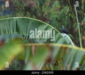 Sula Cuckoo-Dove (Turacoena sulaensis), in flight, Indonesia, Maluku ...