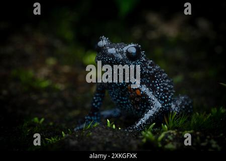 Galaxy Frog (Melanobatrachus indicus) from Munnar Stock Photo - Alamy