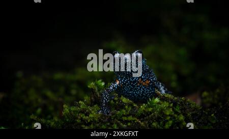 Galaxy Frog (Melanobatrachus indicus) from Munnar Stock Photo - Alamy