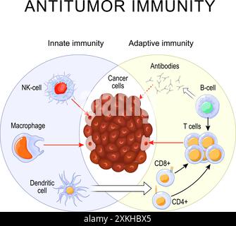 Immune Response. Rapid and slow response of Adaptive and Innate ...