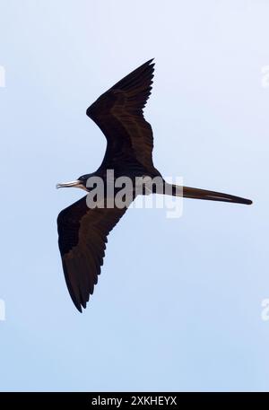 magnificent frigatebird, Prachtfregattvogel, Frégate superbe, Fregata ...