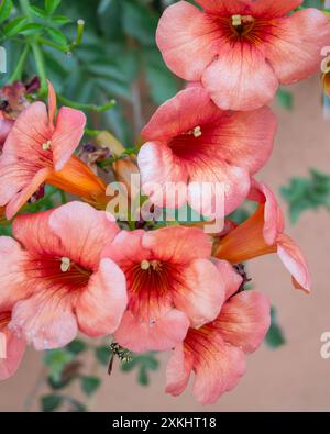 Beautiful Blooming orange Bignonia capreolata or campsis on a green ...