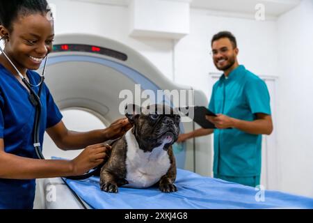 Two veterinarians examining a dog before investigation procedures Stock ...