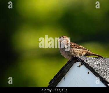 A Northern Cardinal on a bird house roof Stock Photo - Alamy
