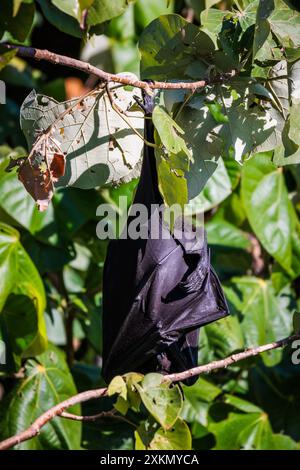 Black flying fox roosting among trees in Broadbeach, Gold Coast ...