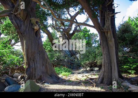 A tall Japanese juniper tree in Osezaki Shizuoka Stock Photo - Alamy