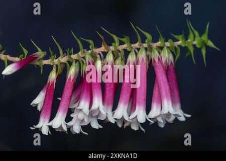 Fuchsia Heath plant in flower Stock Photo - Alamy