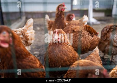 Many young laying hens of brown color on the pasture, home farm Stock ...