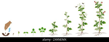 Life cycle of a raspberry plant on a white background Stock Vector ...