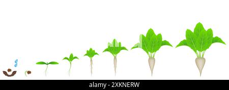 Sugar beet grow stages. Agriculture seed growth timeline, plant ...