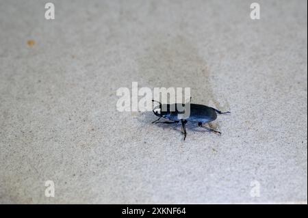 A bark beetle (Dorcus parallelipipedus), also known as the dwarf stag ...