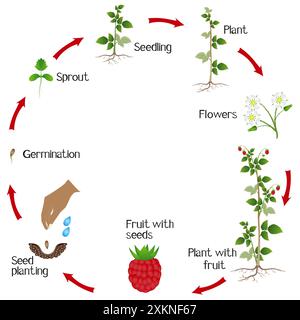 Green sprout raspberries on the white background Stock Photo - Alamy