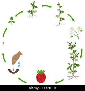 Cycle of growth of a raspberry plant on a white background Stock Vector ...