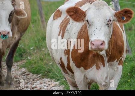 Cows grazing on the Cansiglio plain in the Belluno pre-Alps in Italy ...