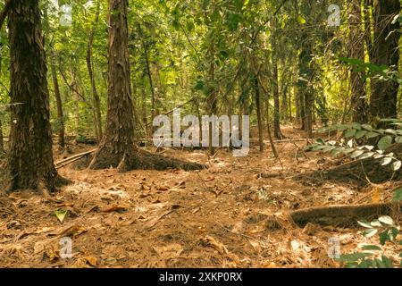 Trees growing in the forest at Haller Park in Bamburi, Mombasa, Kenya ...
