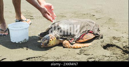 A man trying to keep a tired and sick loggerhead turtle (caretta caretta), washed up on the ...