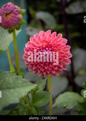 Dahlia 'Jowey Winnie' in flower Stock Photo - Alamy