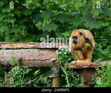 A Howler monkey at Paignton Zoo Stock Photo - Alamy