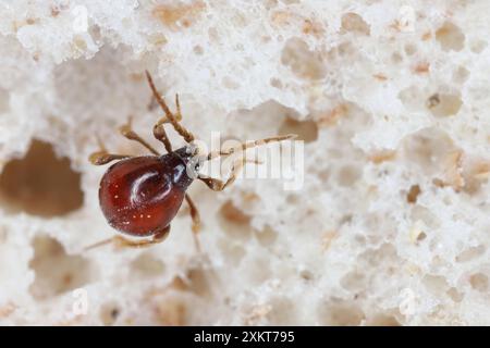 Smooth spider beetle, Hump beetle, Shiny spider beetle (Gibbium ...
