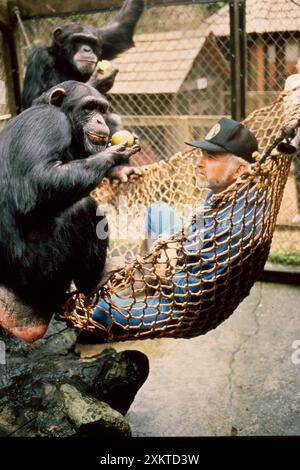 1985 Smokin’ Sam is a chimpanzee at the West Coast Game Park near ...