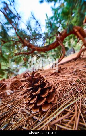 Close-up of pine tree branches with green needles and cones against ...