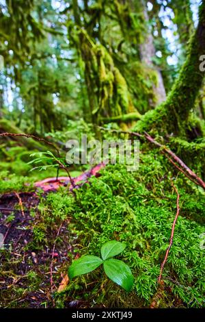Low angle view of green forest with moss on the forest floor Stock ...