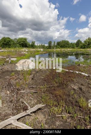Precambrian rock and diverse plants around a bog at Torrance Barrens ...