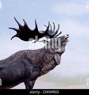 Reconstruction of the Irish Elk (Megaloceros), extinct genus found as ...
