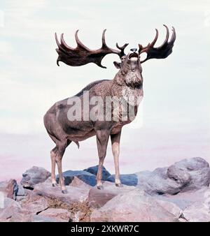 Reconstruction of the Irish Elk (Megaloceros), extinct genus found as ...
