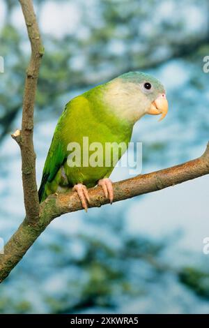 Grey-cheeked parakeet Brotogeris pyrrhopterus, adult, perched in forest ...