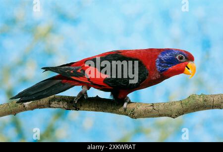 Side view of a Black-Winged Lory, also known as the Blue-Cheeked Lory ...