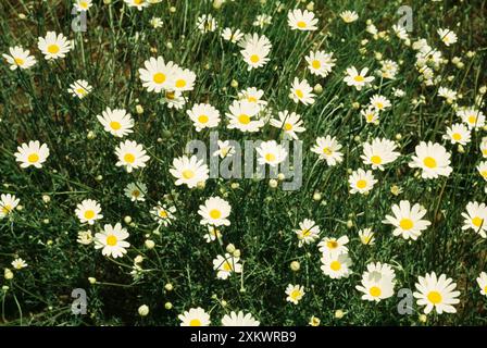 Flowers of Pyrethrum (Chrysanthemum cinerariifolium Stock Photo - Alamy