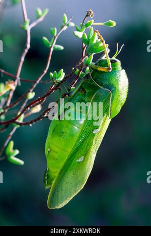 Male bladder grasshopper (Pneumora inanis) on dead wood. Bladder ...