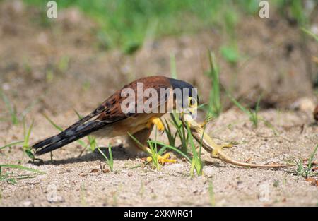 SEYCHELLES KESTREL - with lizard prey Stock Photo - Alamy