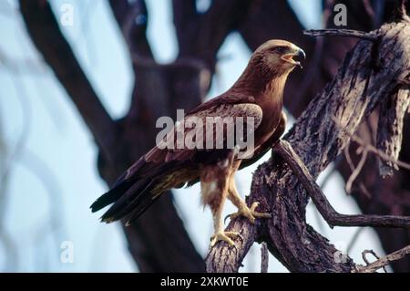 Lesser-spotted eagle in a tree in the Kruger National Park, South ...