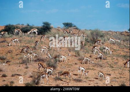 springbok herd feeding Stock Photo - Alamy