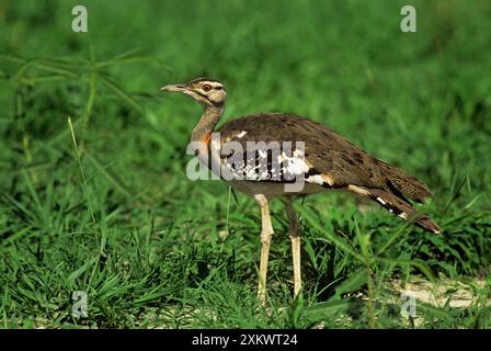 Stanley's Bustard (Neotis denhami stanleyi) adult male, displaying ...