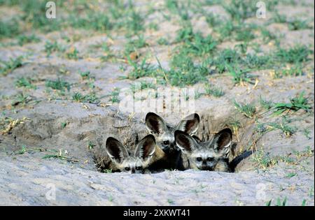 Bat-eared fox puppies at its den staring into the camera close-up ...
