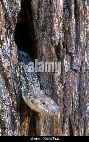 Monitor lizard in tree hole, Rajasthan Stock Photo - Alamy