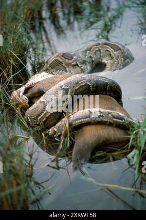 Indian Python - swallowing Hog Deer. Took 4 hours Stock Photo - Alamy