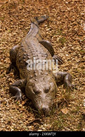 Morelet's crocodile, Crocodylus moreletii, single adult resting on mud ...