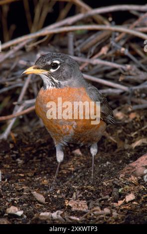 A robin on the ground Stock Photo - Alamy
