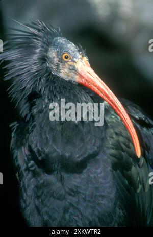 Waldrapp - Northern Bald Ibis Stock Photo - Alamy