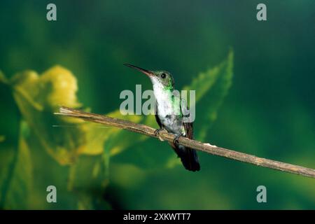 A female Blue-chinned Sapphire hummingbird fluffs her feathers and ...
