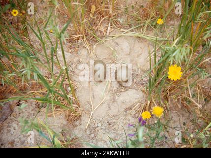 Great Bustard - at nest Stock Photo - Alamy